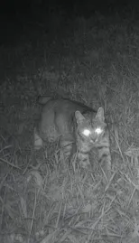 Wild Cat Research & Education | Felidae Conservation Fund