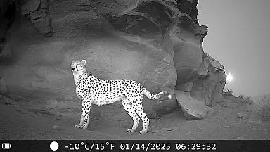 Saving the Asiatic Cheetah: The rarest wildcat in the world | Felidae ...