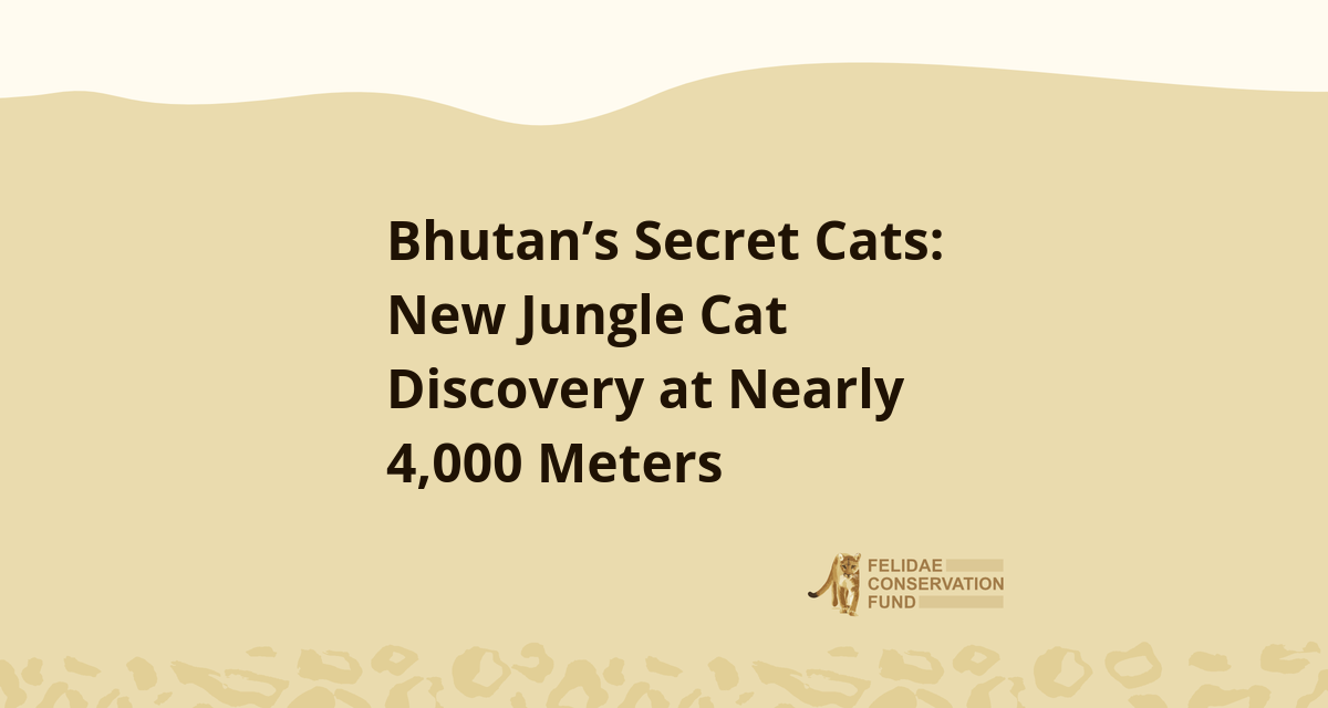Bhutan’s Secret Cats: New Jungle Cat Discovery at Nearly 4,000 Meters ...