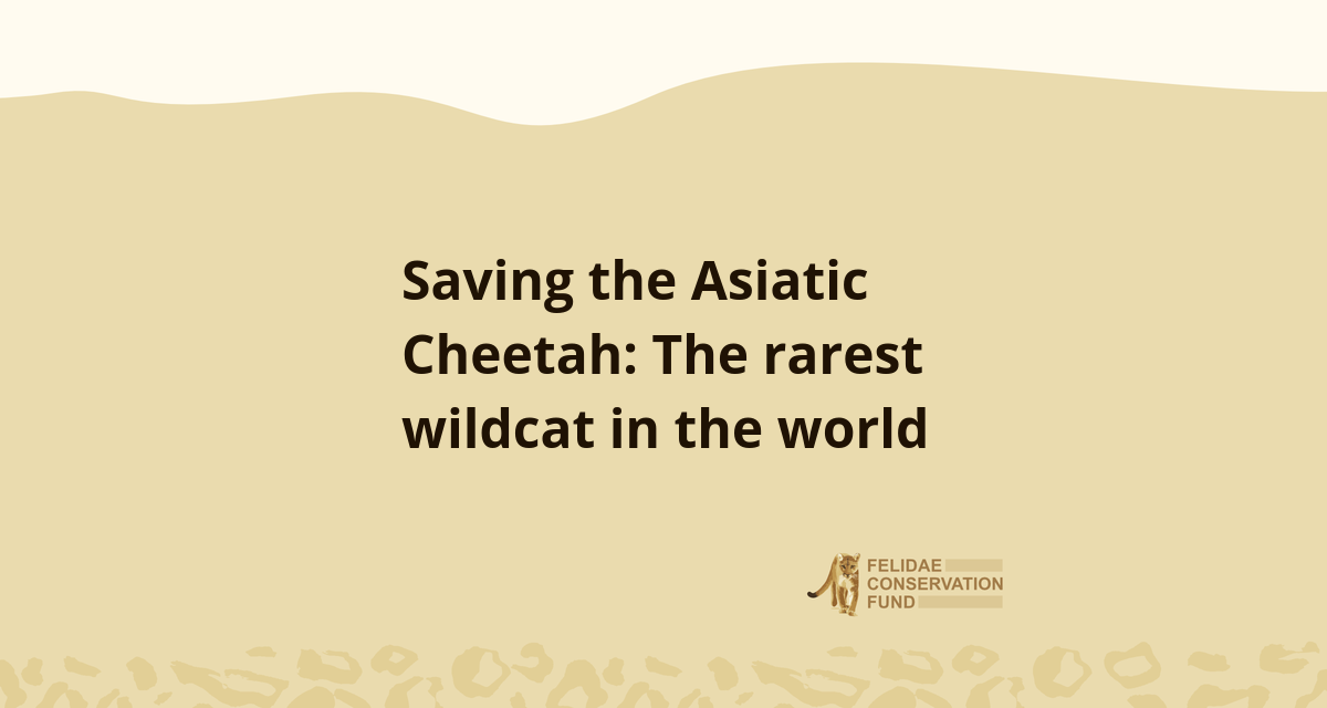 Saving the Asiatic Cheetah: The rarest wildcat in the world | Felidae ...