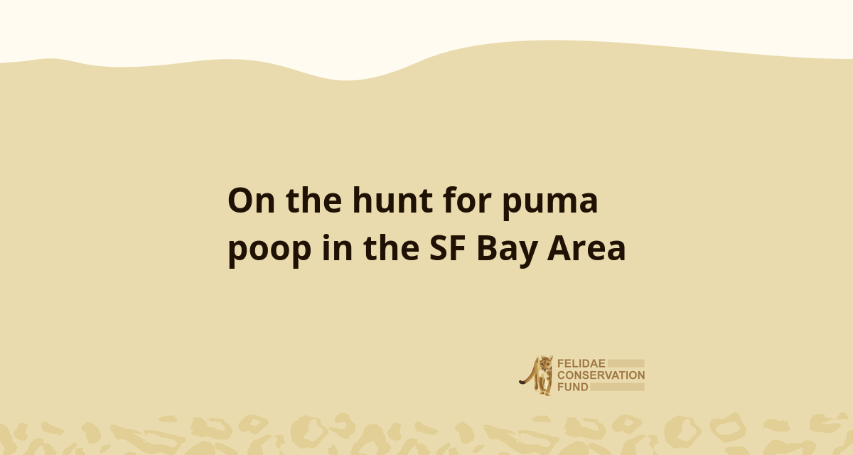 On the hunt for puma poop in the SF Bay Area | Felidae Conservation Fund