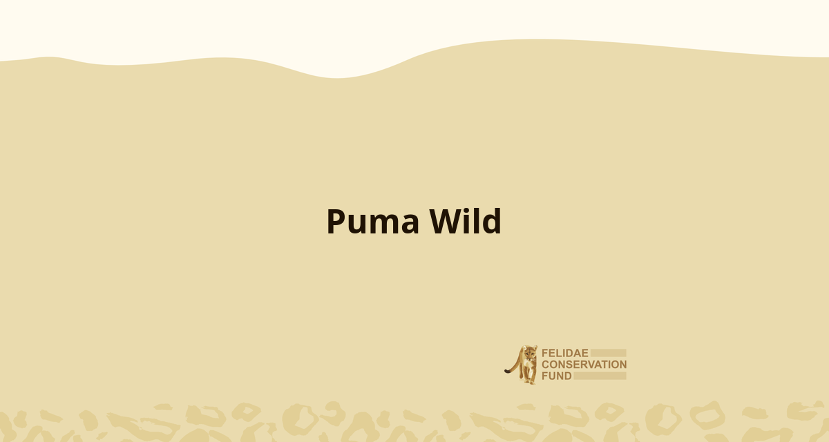 Puma Wild | Felidae Conservation Fund