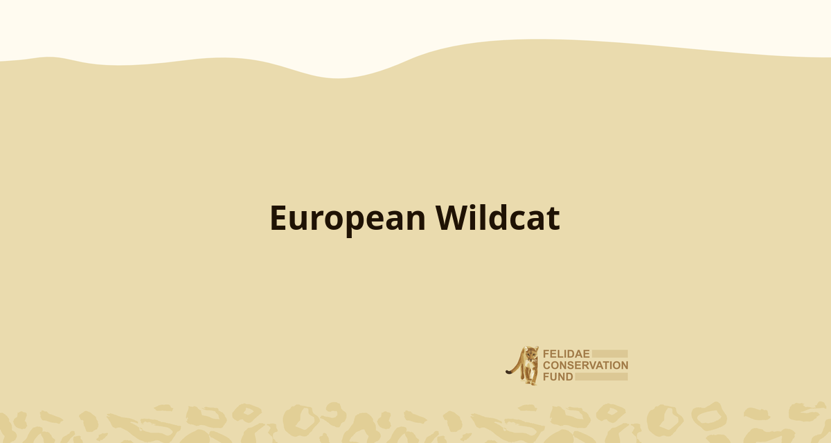 European Wildcat | Felidae Conservation Fund