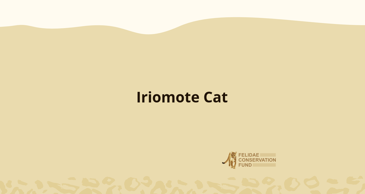 Iriomote Cat | Felidae Conservation Fund